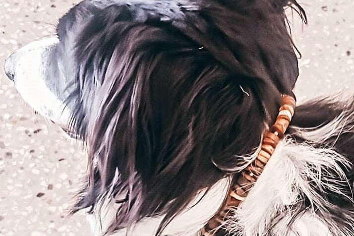 THE BENEFITS OF AMBER PET COLLARS – Amber Secrets